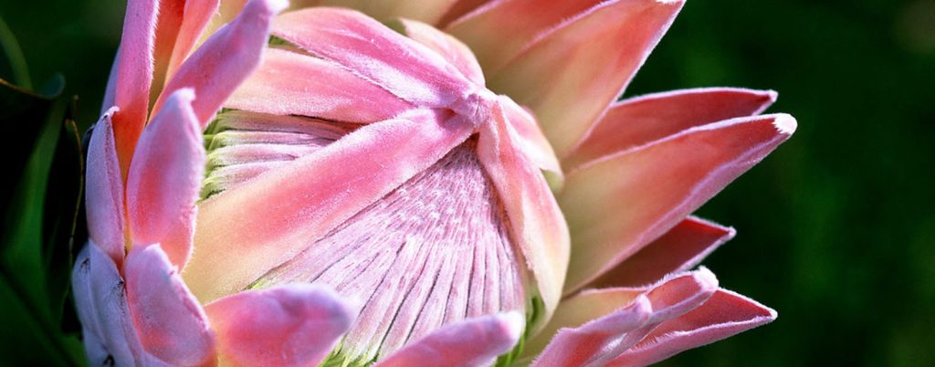 Protea World, Protea Plants Online - Buy Protea Flowering Plants Online