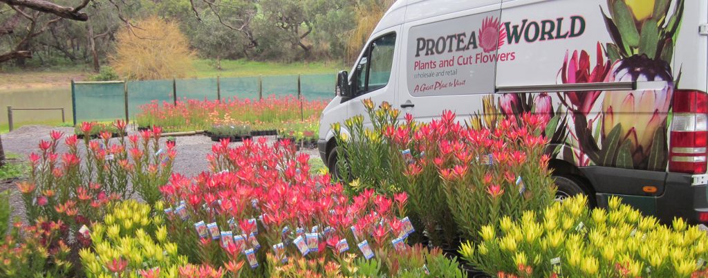 Protea World, Protea Plants Online - Buy Protea Flowering Plants Online