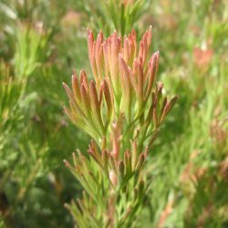 Cunninghamii - Protea World