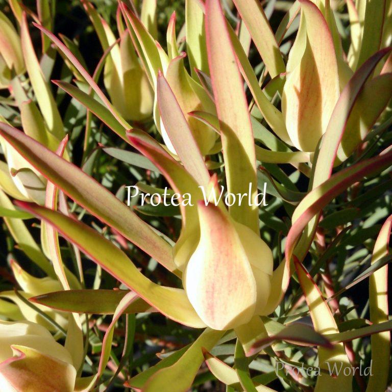 Yellow Devil - Protea World