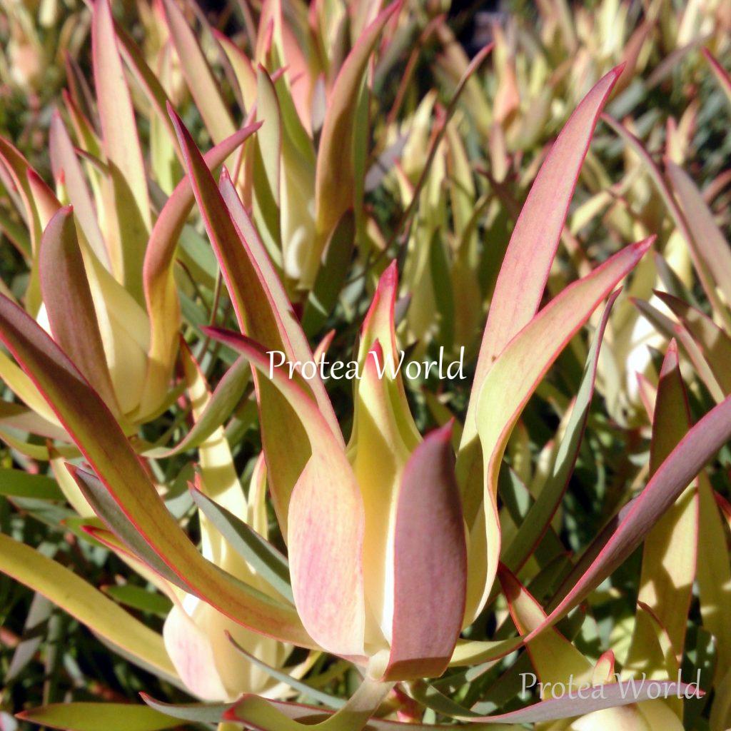 Yellow Devil - Protea World