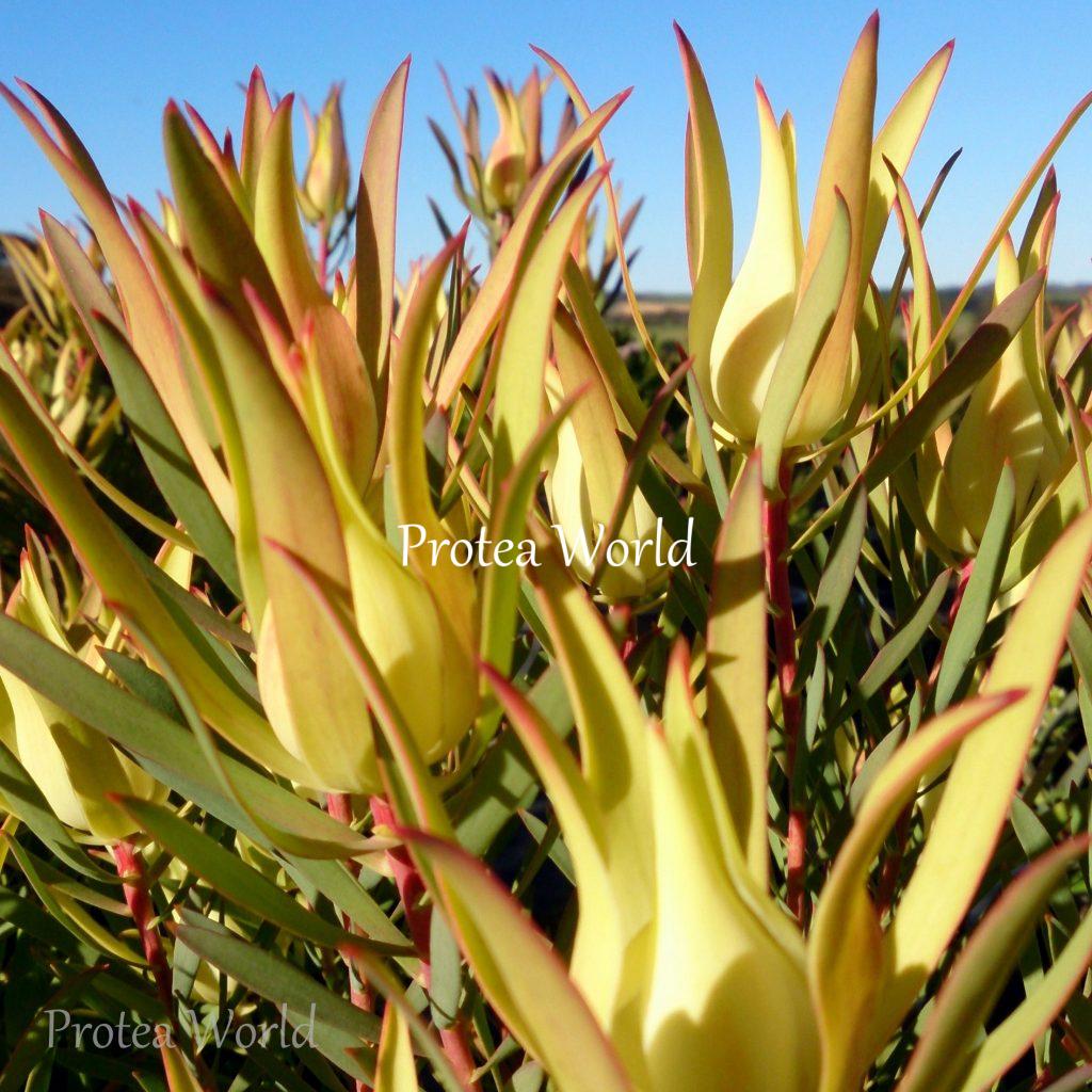 Yellow Devil - Protea World