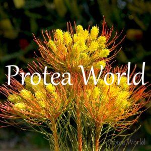 Aulax Archives - Protea World