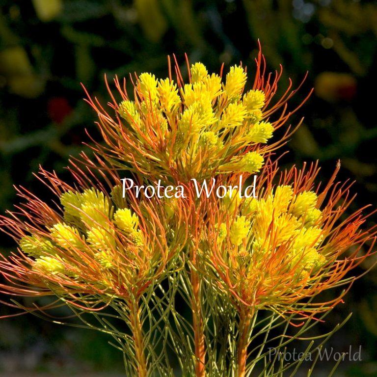 Aulax Archives - Protea World