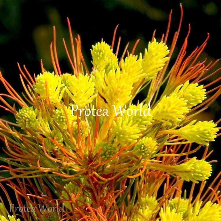 Cancellata - Protea World