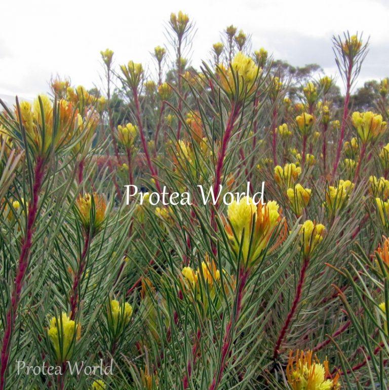 Cancellata - Protea World