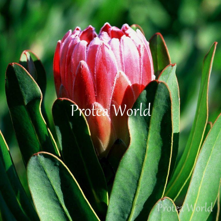 Protea Archives - Protea World