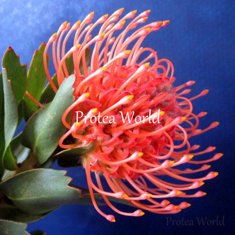 Leucospermum Archives - Protea World