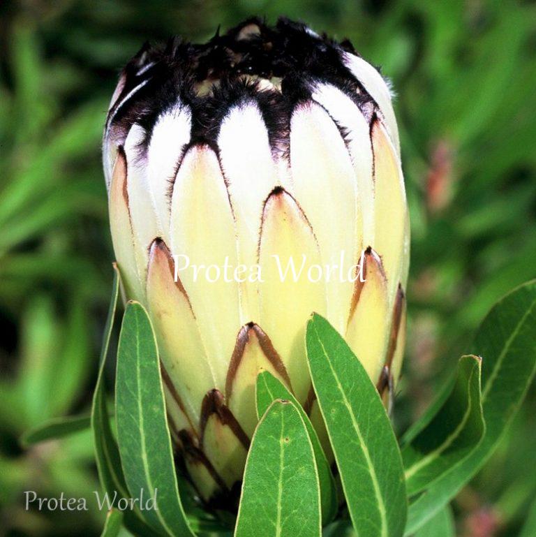 Protea Archives - Protea World