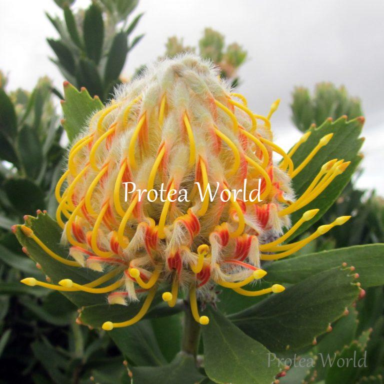 Gold Fever - Protea World