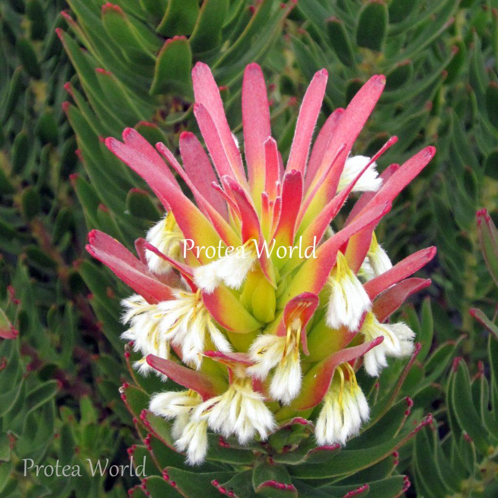 Cucullatas - Protea World