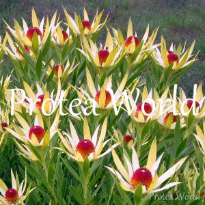 Leucadendron Archives - Protea World