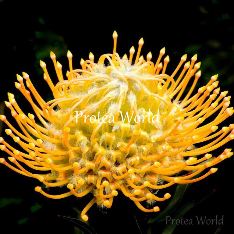 Moonlight - Protea World