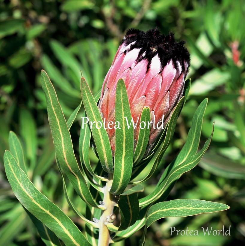Protea World, Protea Plants Online and Nursery, Neriifolia - Pink - Protea World