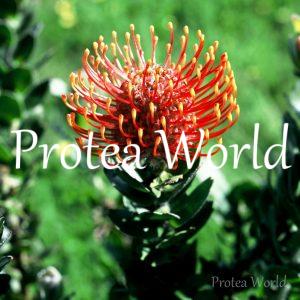 Leucospermum Archives - Protea World