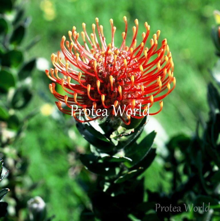 Leucospermum Archives - Protea World
