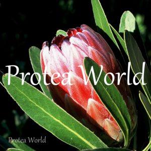 Protea Archives - Protea World