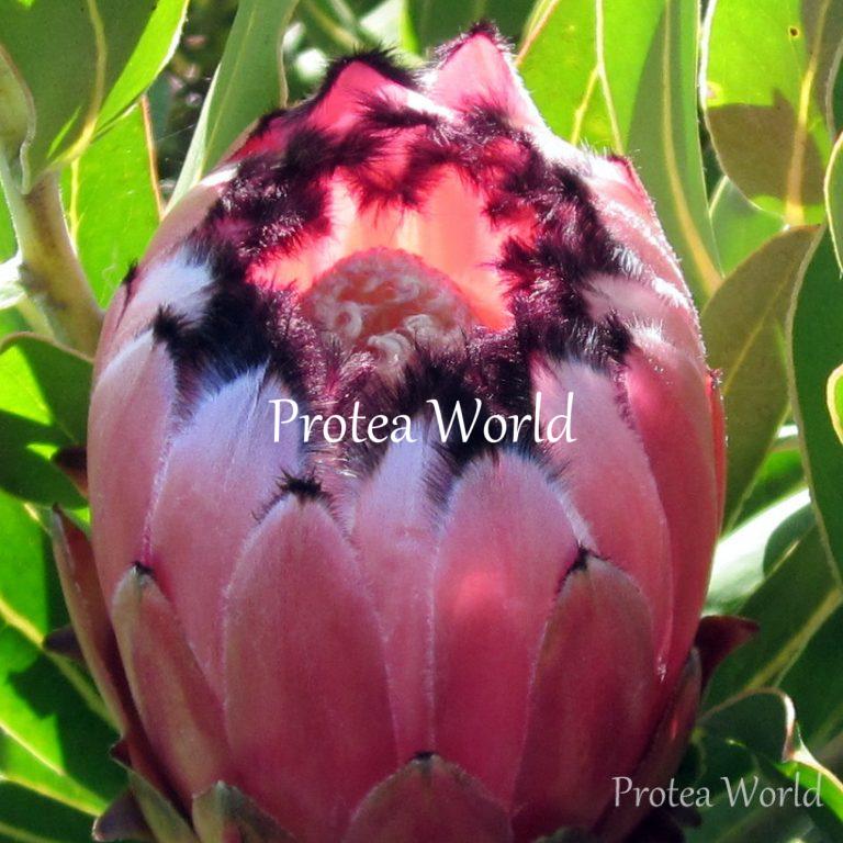 Protea Archives - Protea World