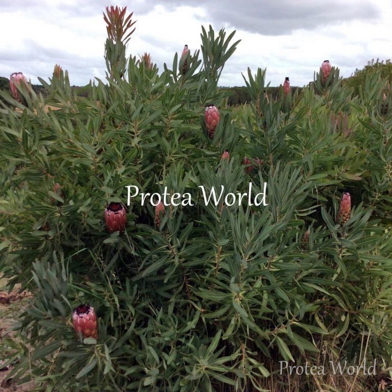 Neriifolia - Pink - Protea World