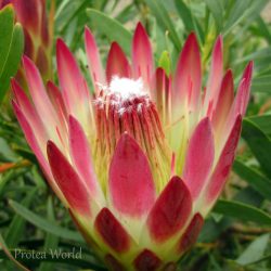 Red Repens - Protea World
