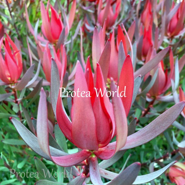 Leucadendron Archives - Protea World