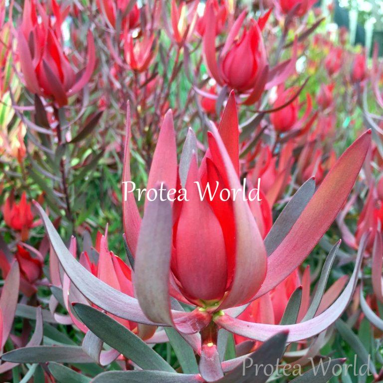 Red Devil - Protea World