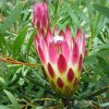 Red Repens - Protea World