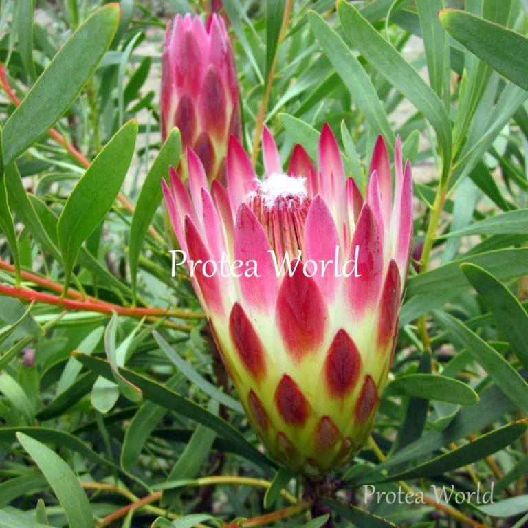 Red Repens - Protea World