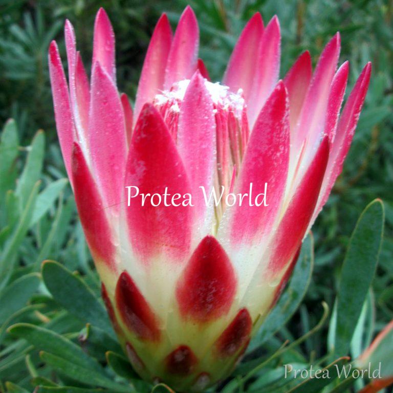 Protea Archives - Protea World
