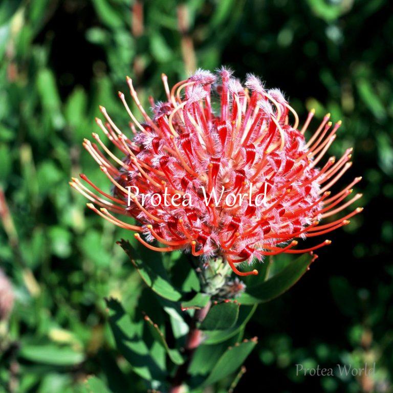 Leucospermum Archives - Protea World