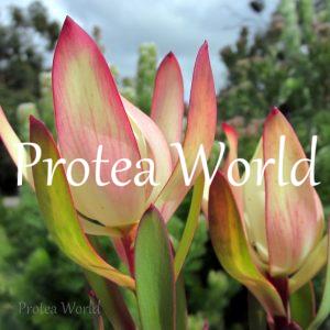 Leucadendron Archives - Protea World