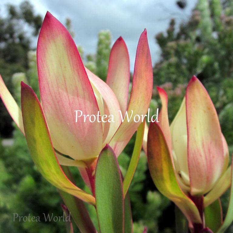 Leucadendron Archives - Protea World
