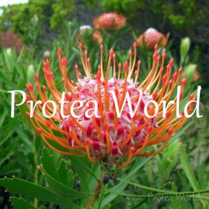 Tango - Protea World