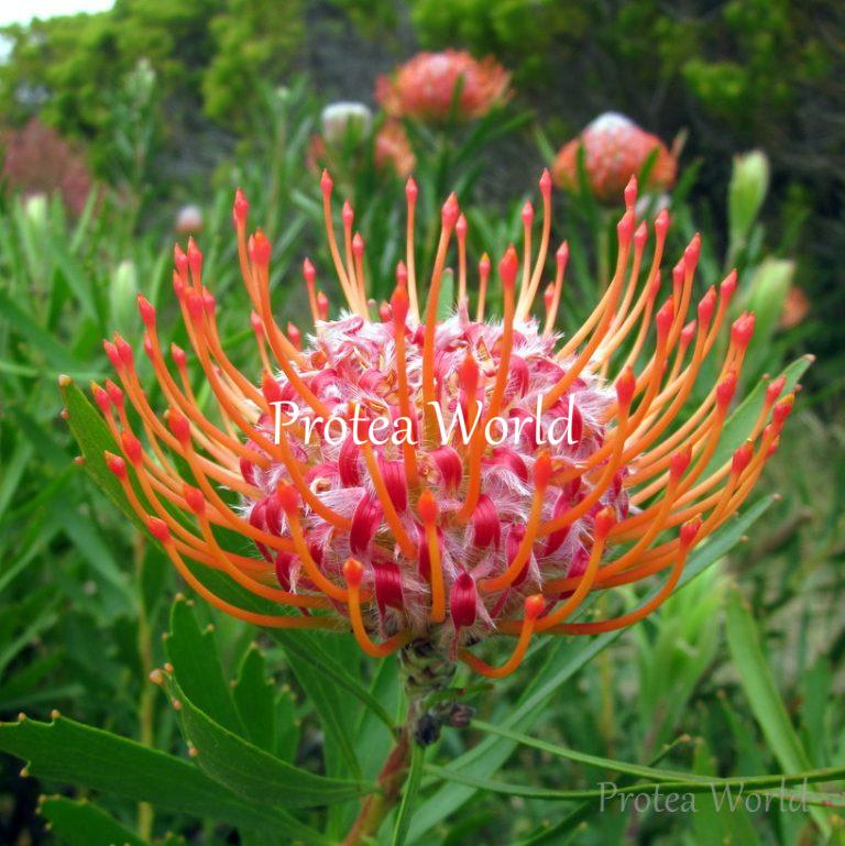 Tango - Protea World