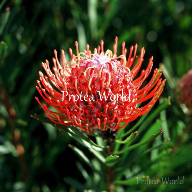 Tango - Protea World