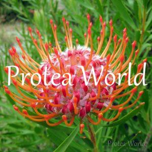 Tango - Protea World