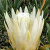 White Repens - Protea World