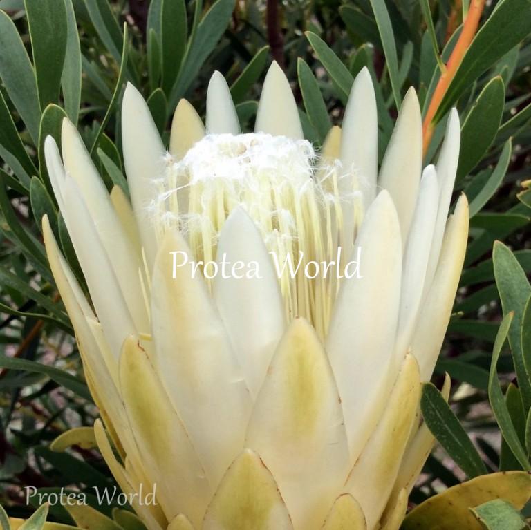 Protea Archives - Protea World