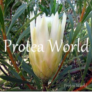 White Repens - Protea World