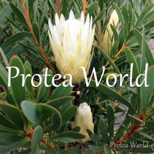 White Repens - Protea World