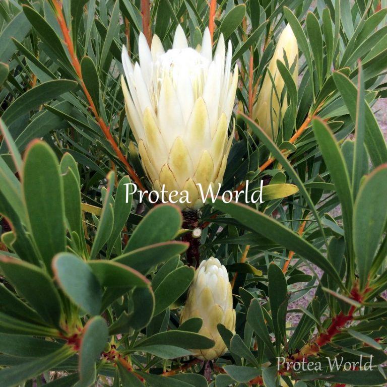 White Repens - Protea World