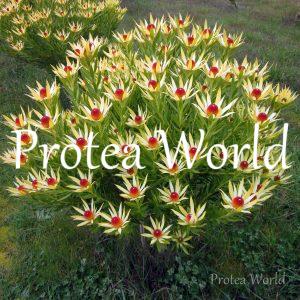 Wildfire - Protea World