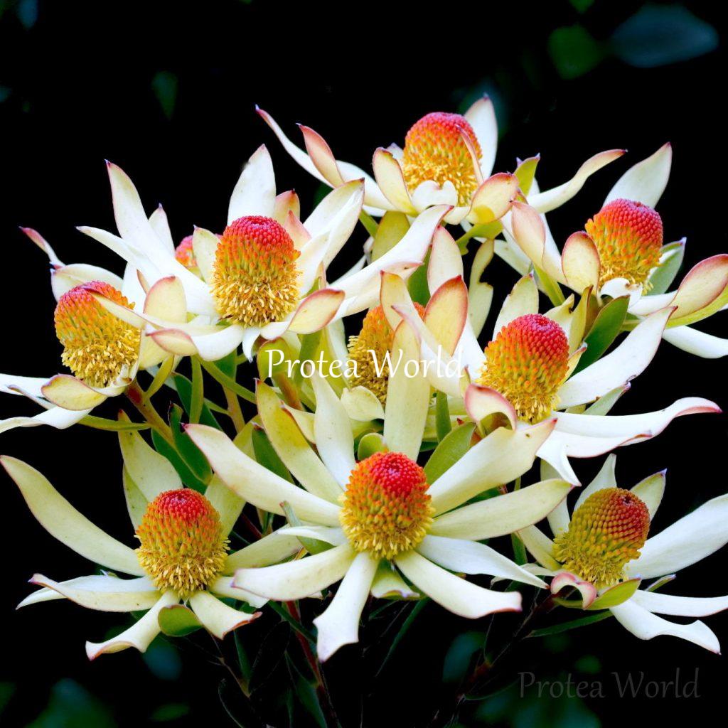 Wildfire - Protea World