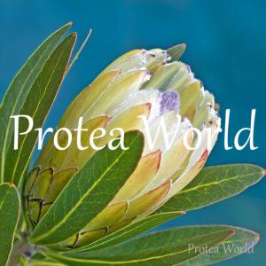 Protea Archives - Protea World