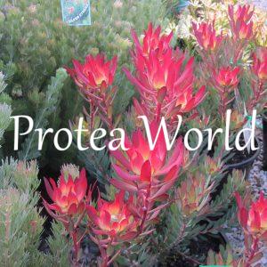 Devils Blush - Protea World