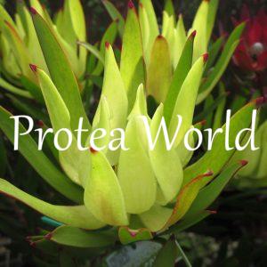 Inca Gold - Protea World