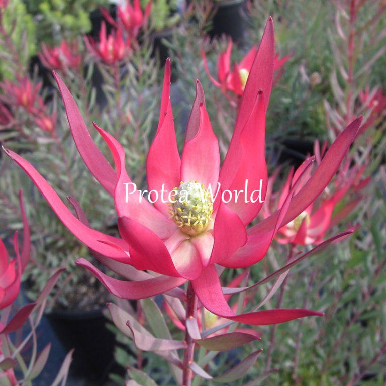 Red Devil - Protea World