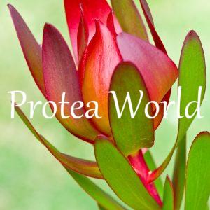 Leucadendron Archives - Protea World