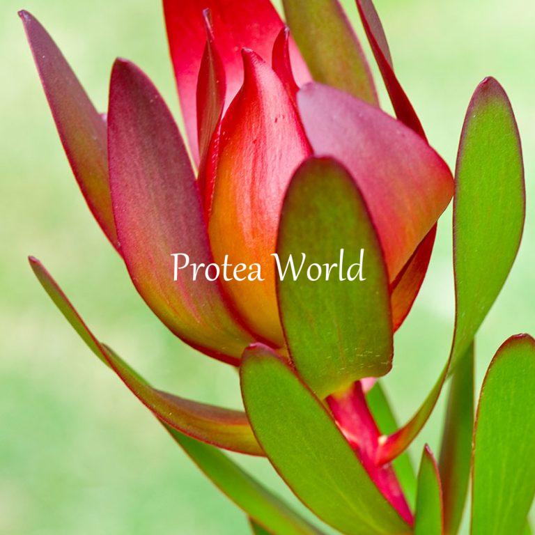 Red Ice - Protea World