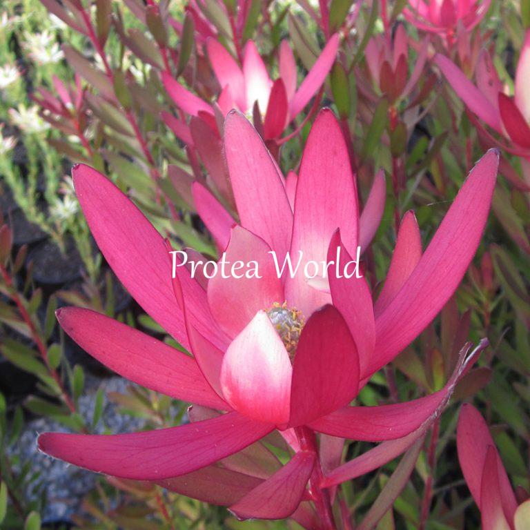 Leucadendron Archives - Protea World